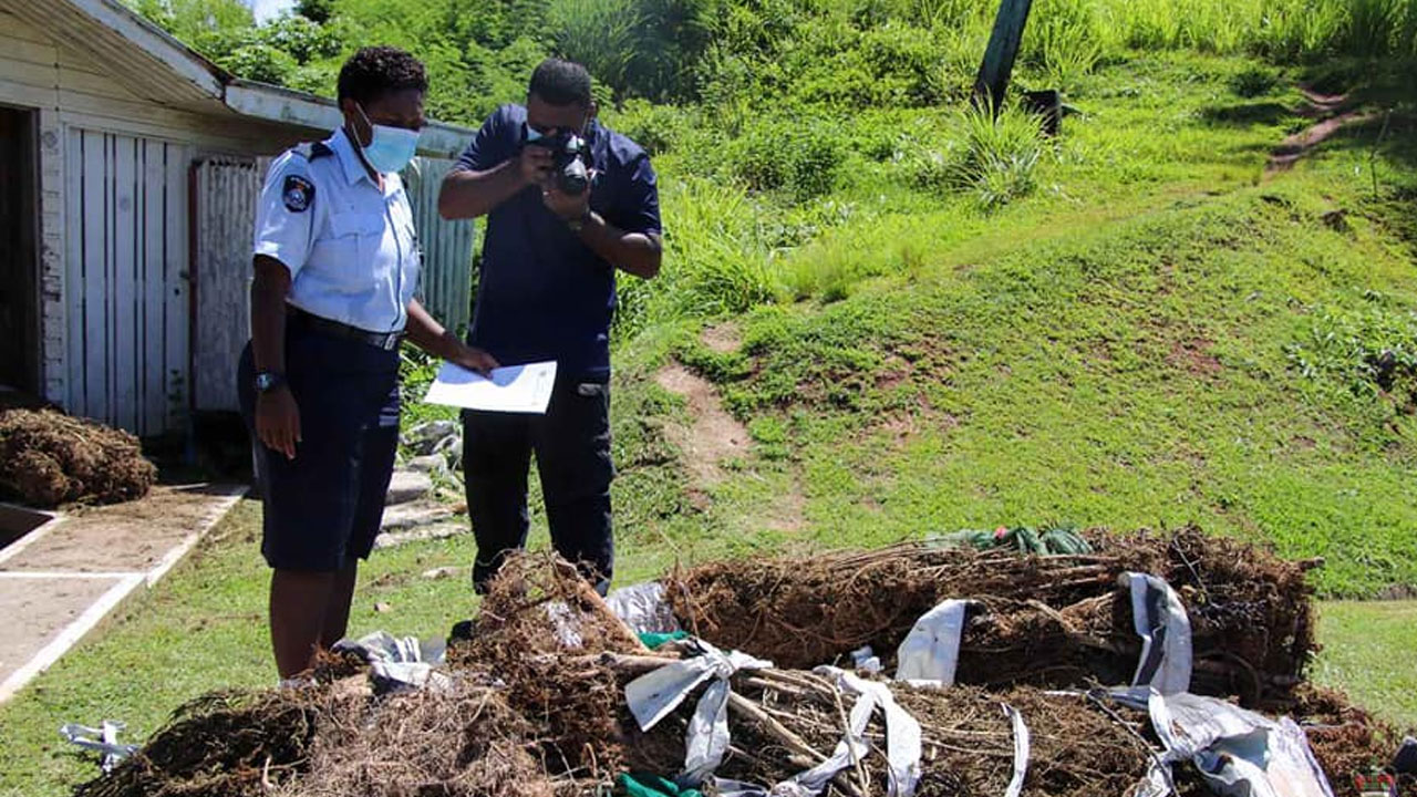 Police Destroy Seized Marijuana Fbc News