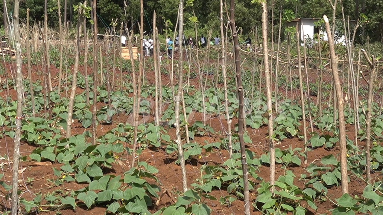 Sustainable landscape plot to help restore land – FBC News