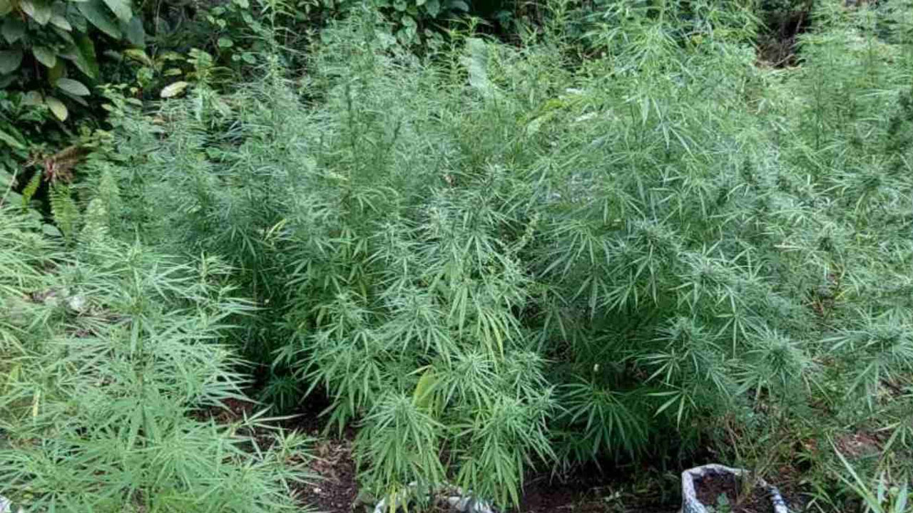 Police cracks down on illicit drug trade – FBC News