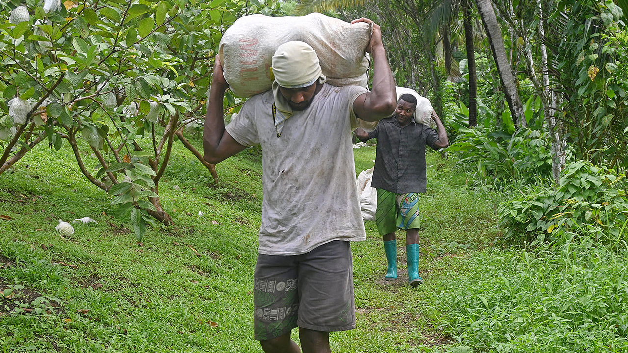 From struggle to success, Tailevu farmer thrives – FBC News