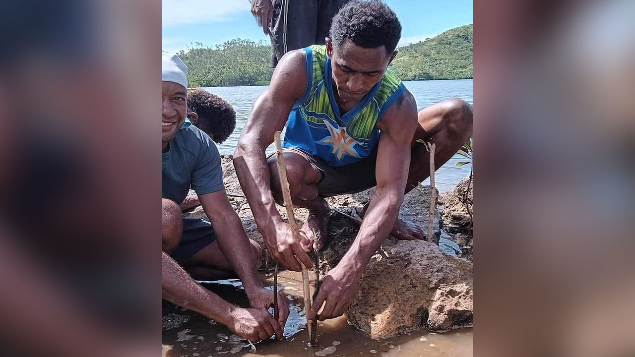Ono youths plant mangroves to save coastline – FBC News