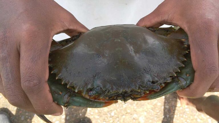Ministry advances mud crab fattening project – FBC News