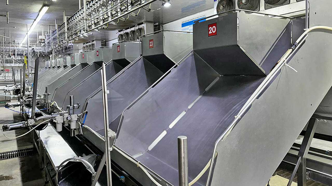 Rooster Poultry focuses on local demand – FBC News