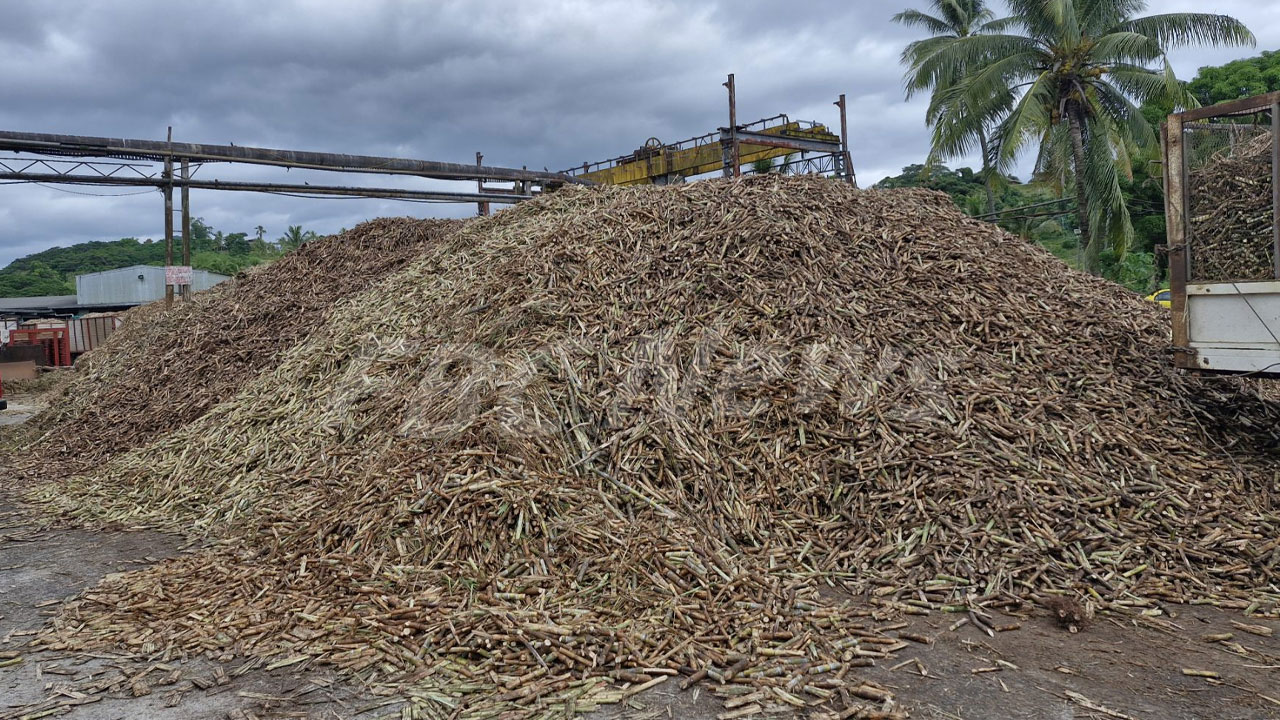 Cane quality and volume critical: Rainima – FBC News