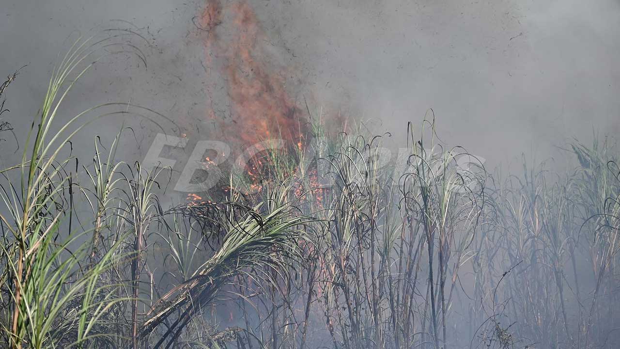 SRIF concerned over sugarcane field fires – FBC News