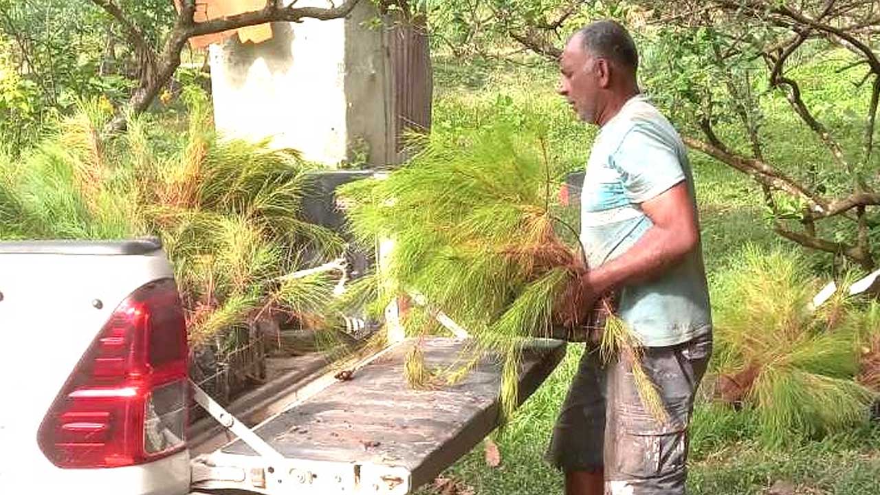 Ministry promotes community tree planting – FBC News