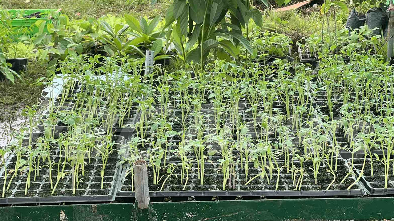 Farm-to-Fork initiative connects farmers with tourism – FBC News