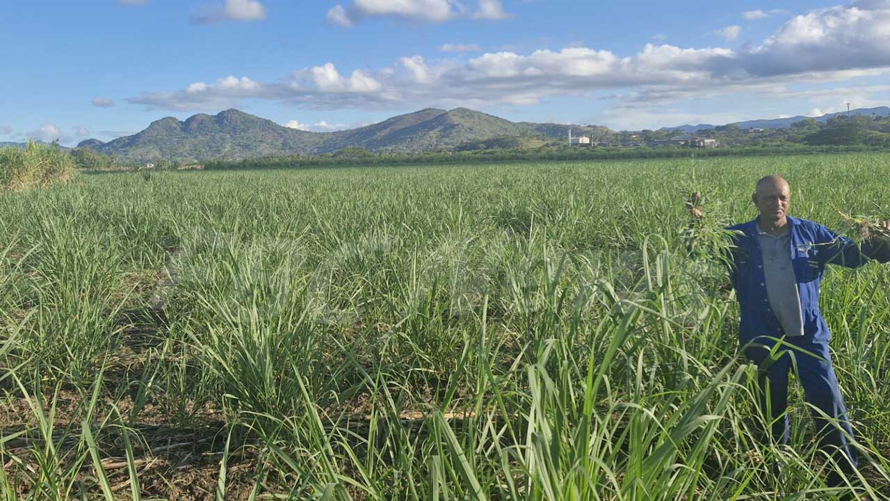 Production surge for Labasa cane farmers – FBC News