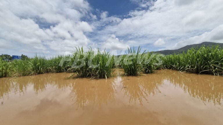 Waterlogging affects cane farms in Labasa – FBC News