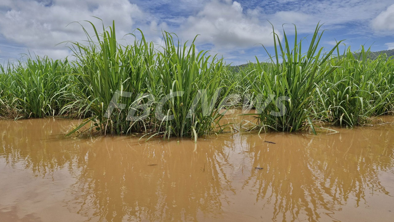 Waterlogging affects cane farms in Labasa – FBC News