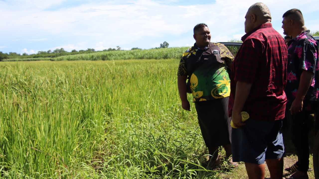 Machinery to drive rice production – FBC News