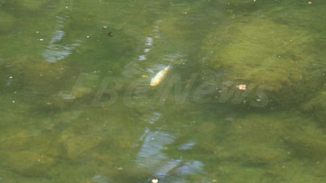 Lion One blames error for river contamination – FBC News