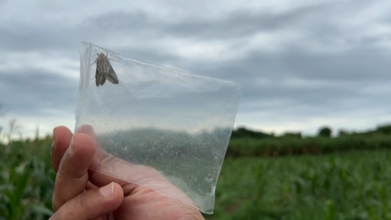 14 farms infested with Fall Armyworm – FBC News