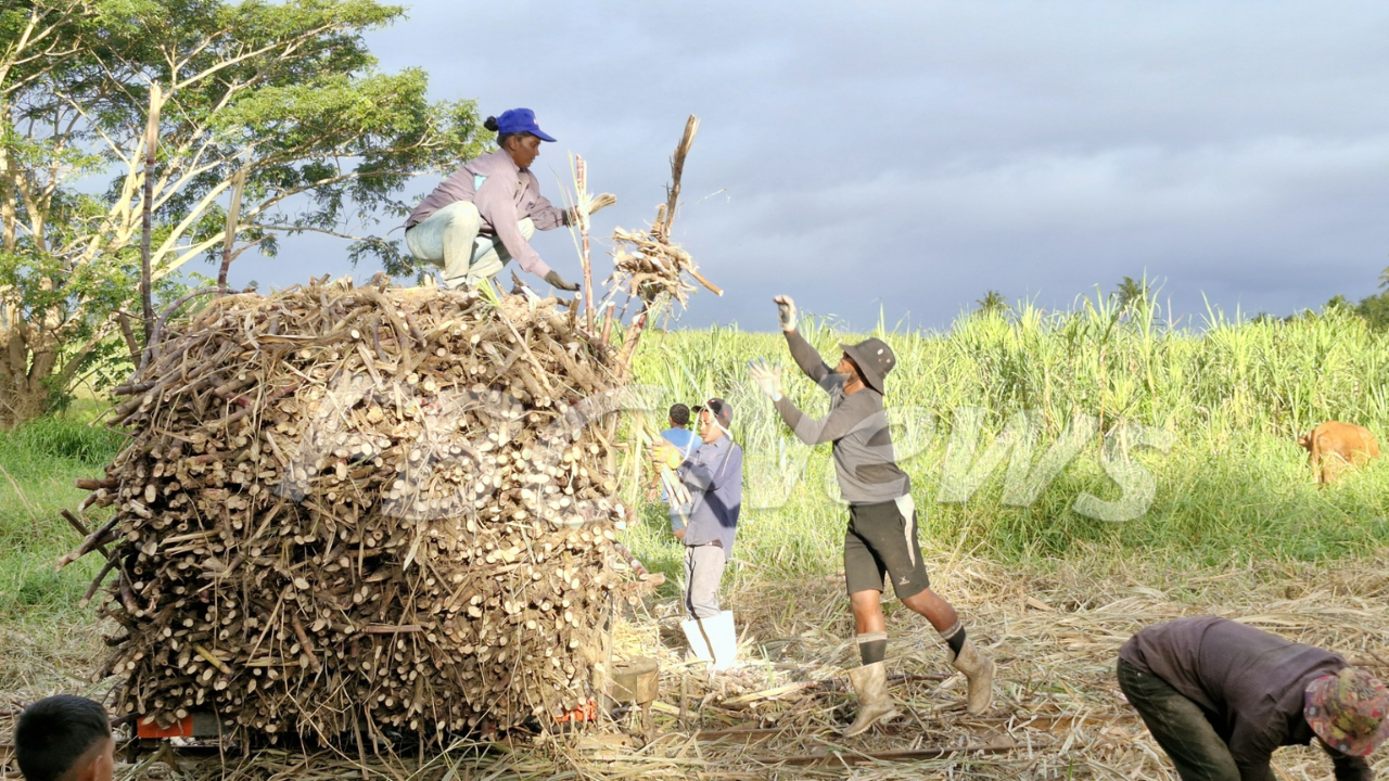Darshani breaks barriers in cane fields – FBC News