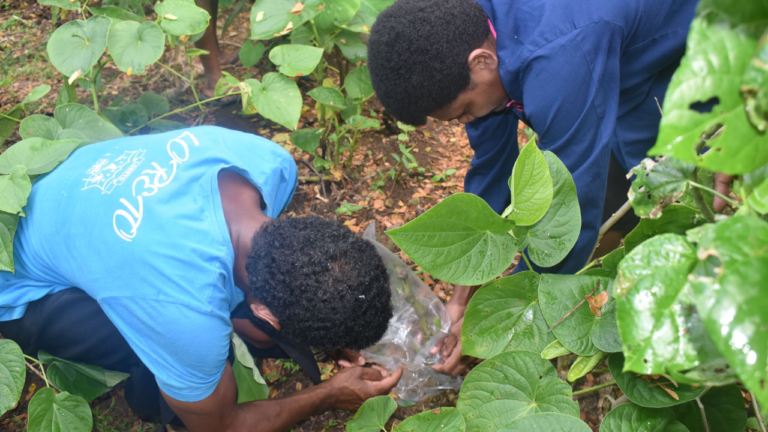 $115m budget to modernize agriculture and aid Fiji farmers – FBC News